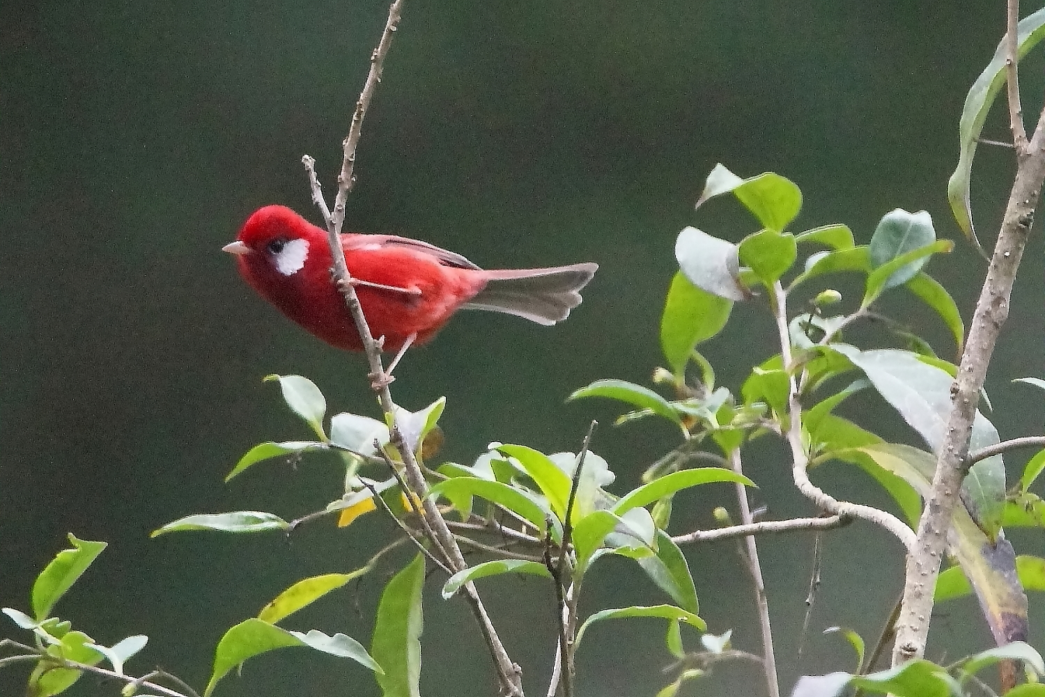 You Will See (or Hear) These - 10,000 Birds