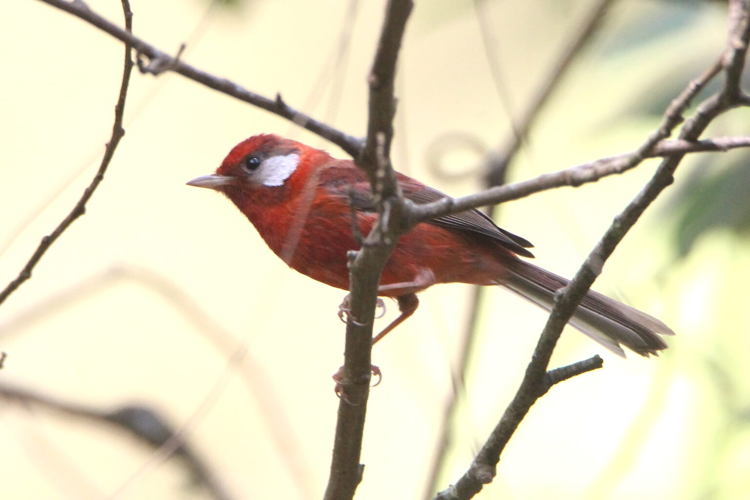 A Fine Day for Photos - 10,000 Birds