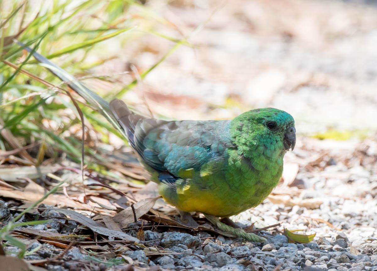15 Australian Birds (Episode 5) - 10,000 Birds
