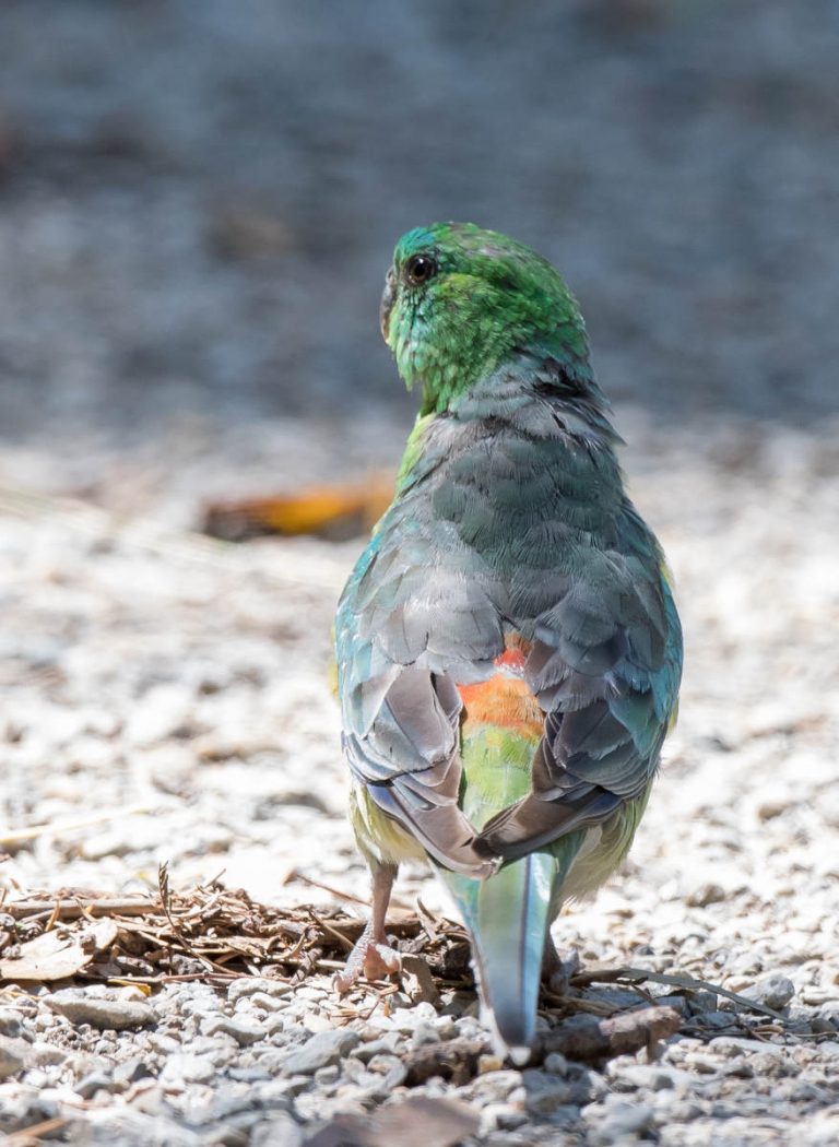 15 Australian Birds (Episode 5) - 10,000 Birds