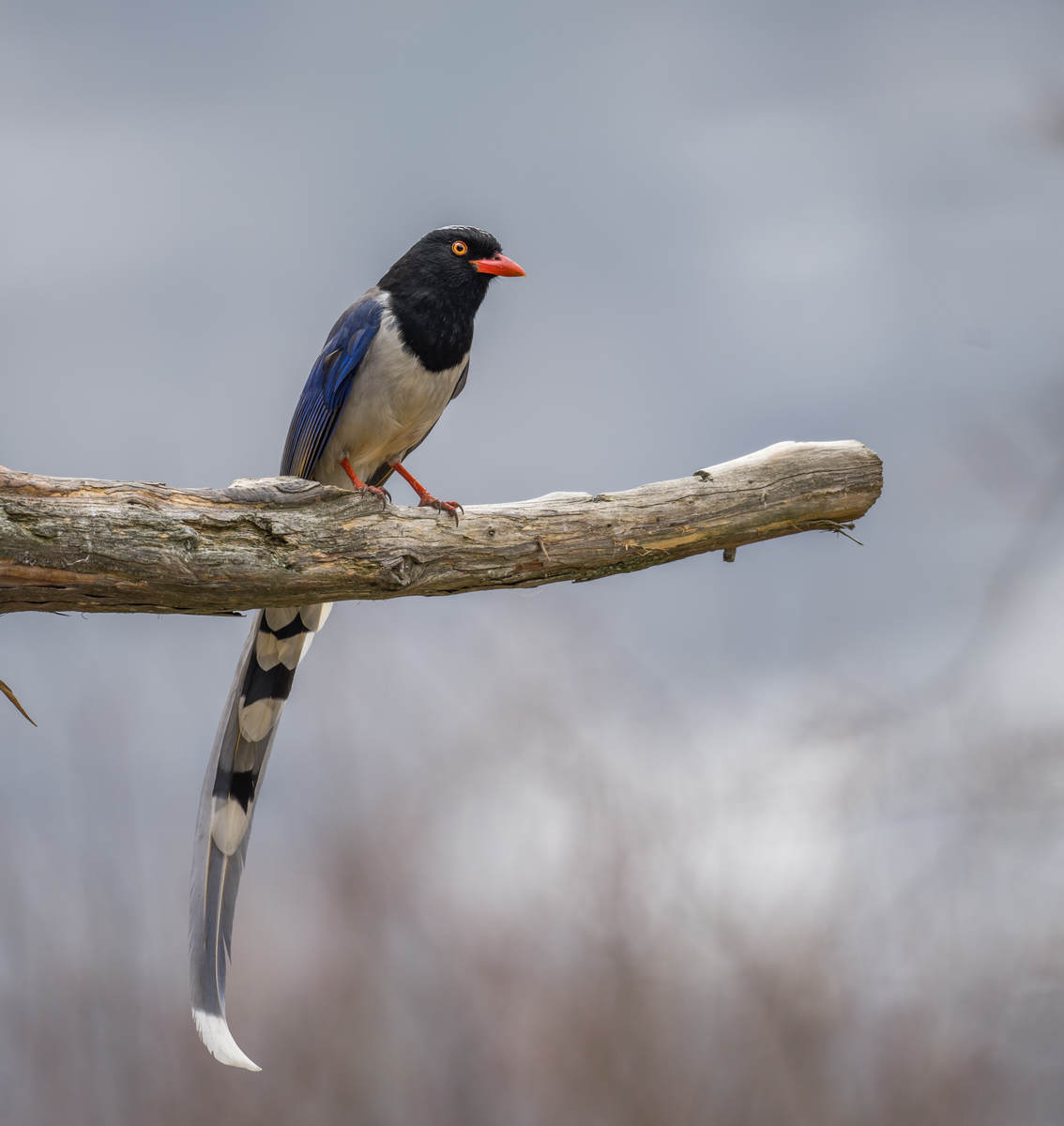 Birding Kangding, Sichuan - 10,000 Birds