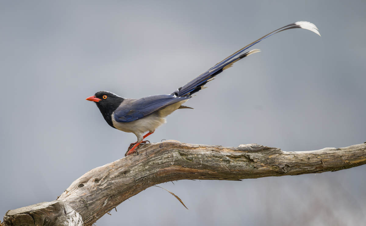 Birding Kangding, Sichuan – 10,000 Birds
