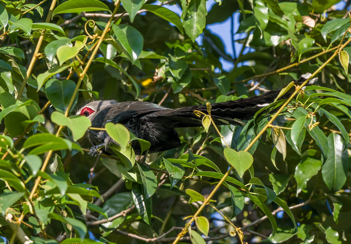 Birding Jianfengling, Hainan (I to Z) - 10,000 Birds