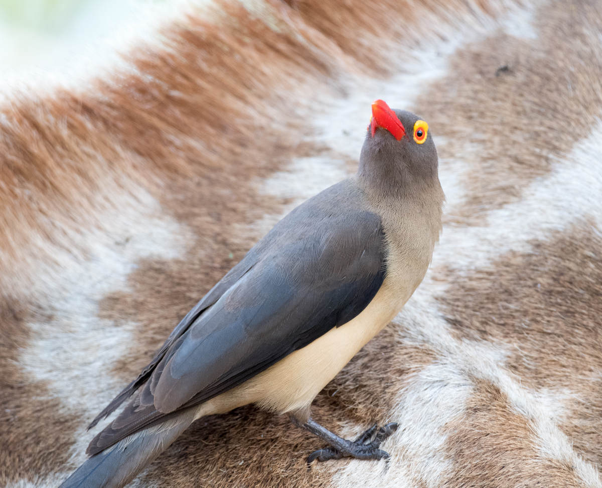 Birding the Ndumo area, South Africa - 10,000 Birds