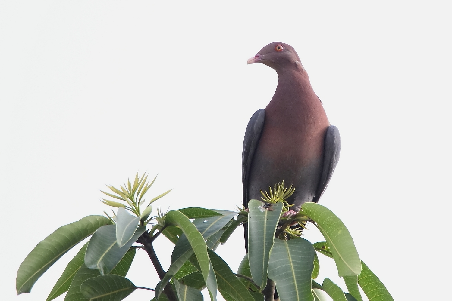 You Work with What You’ve Got - 10,000 Birds