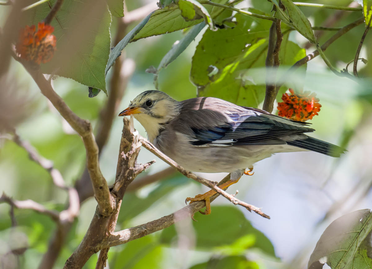 Birding Shanghai in September 2022 - 10,000 Birds