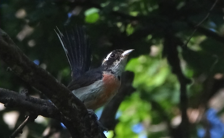 Give, and it shall be given unto you - 10,000 Birds