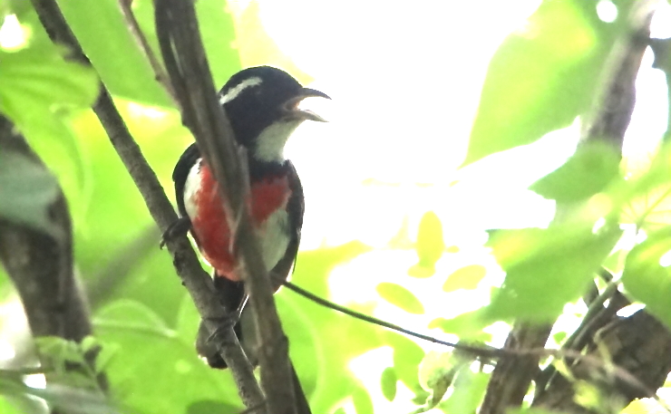 Why You Should Make Friends with Biologists - 10,000 Birds