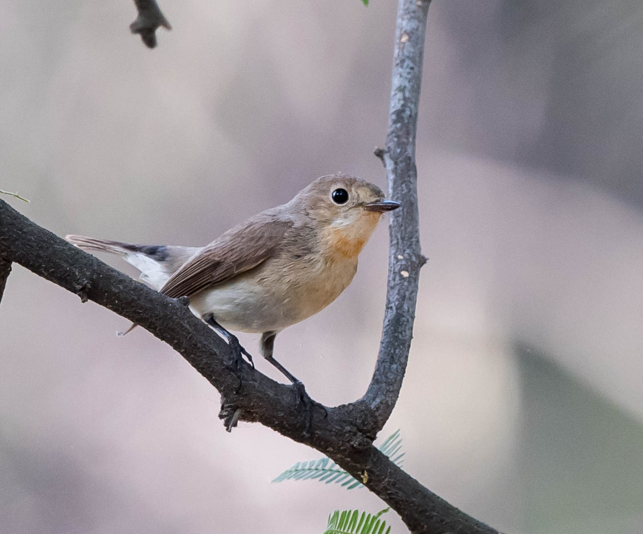 Birding in the Delhi area Part 2 - 10,000 Birds