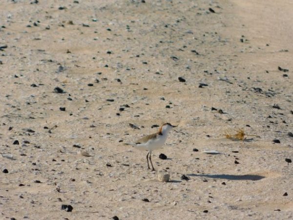 Nesting Red-capped Plovers - 10,000 Birds