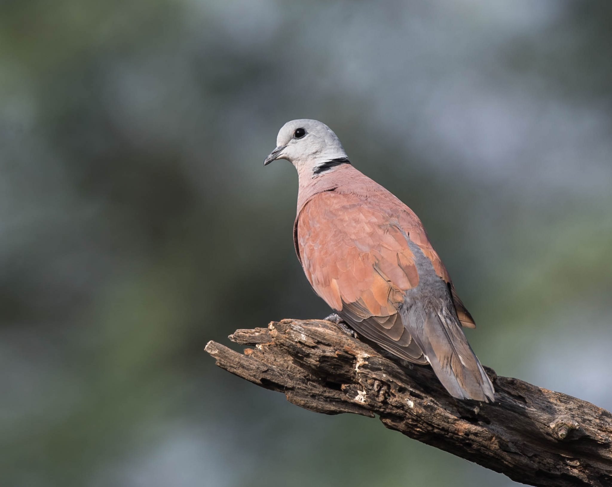 Birding in the Delhi area Part 2 - 10,000 Birds