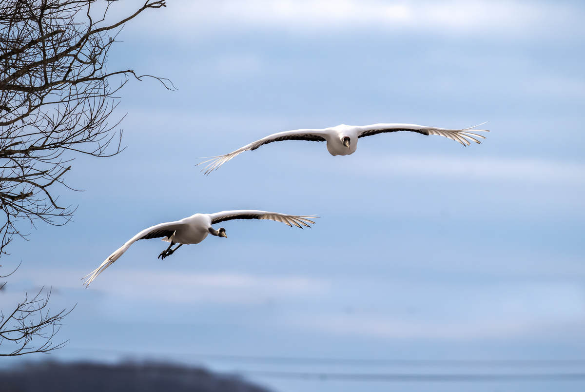 Red-crowned Cranes on Hokkaido - 10,000 Birds