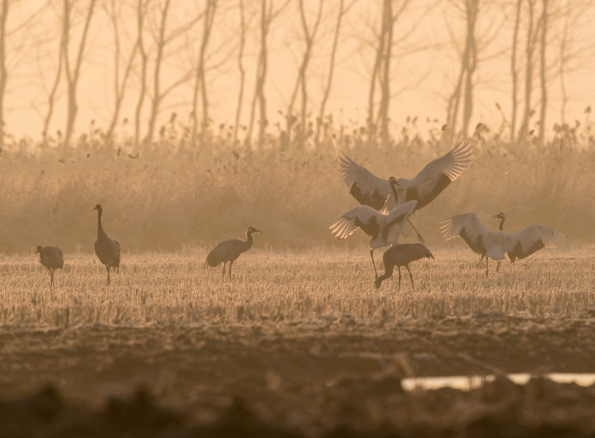 Birding Yancheng, Jiangsu - 10,000 Birds