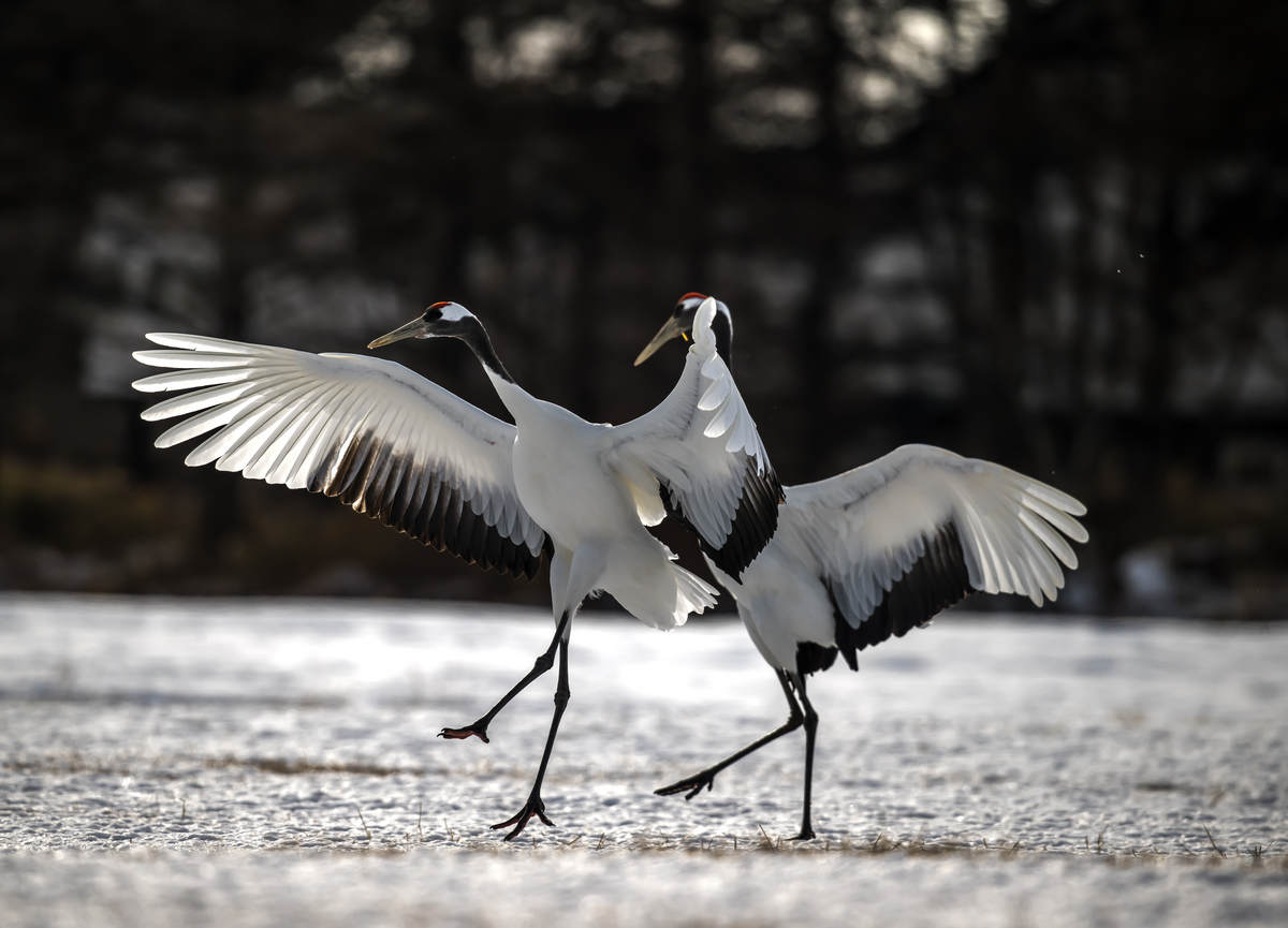 Red-crowned Cranes on Hokkaido - 10,000 Birds