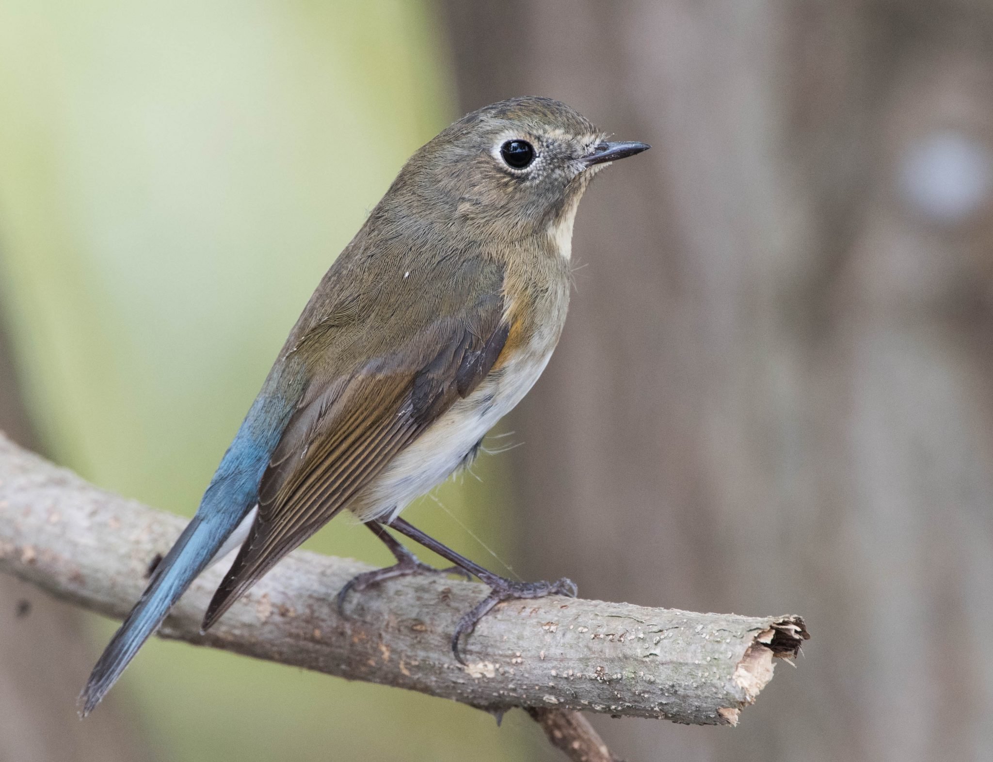 Blue Birds - 10,000 Birds