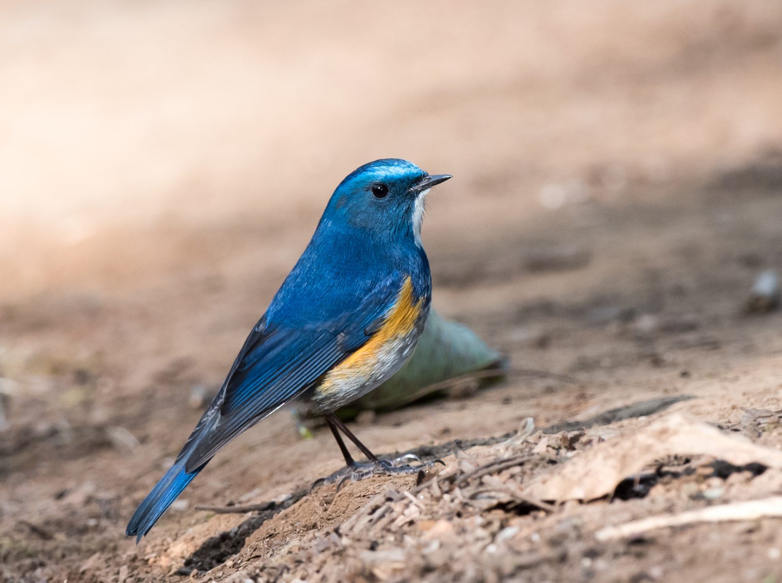 Blue Birds - 10,000 Birds