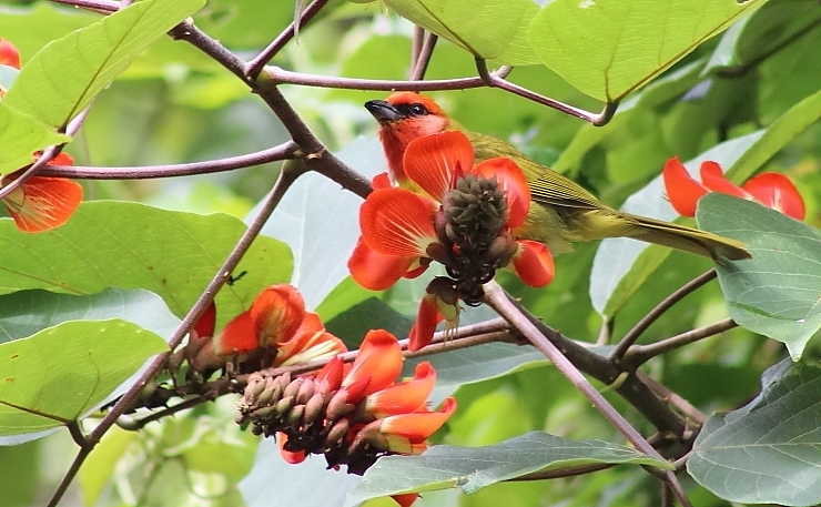 Seeds - 10,000 Birds