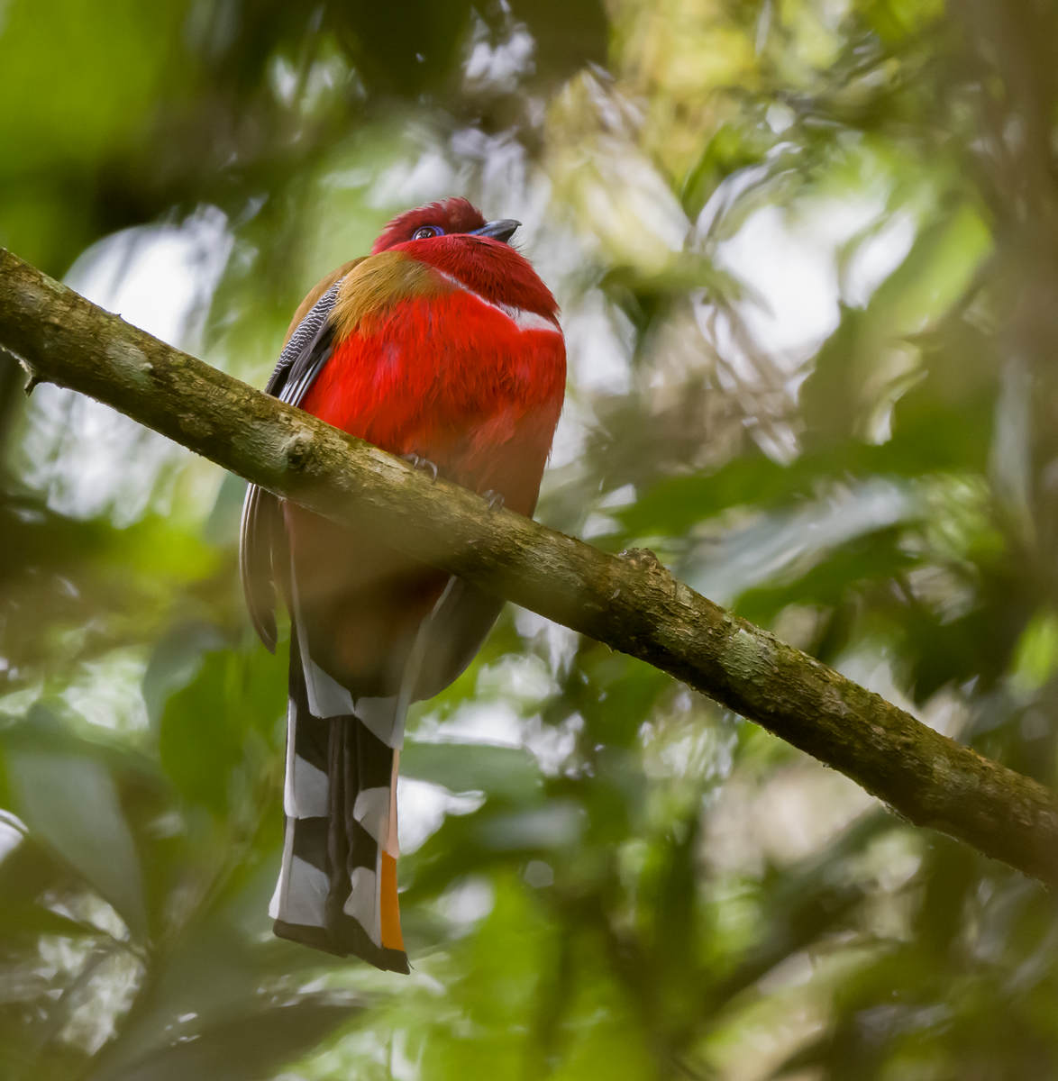 Birding Jianfengling, Hainan (I to Z) - 10,000 Birds