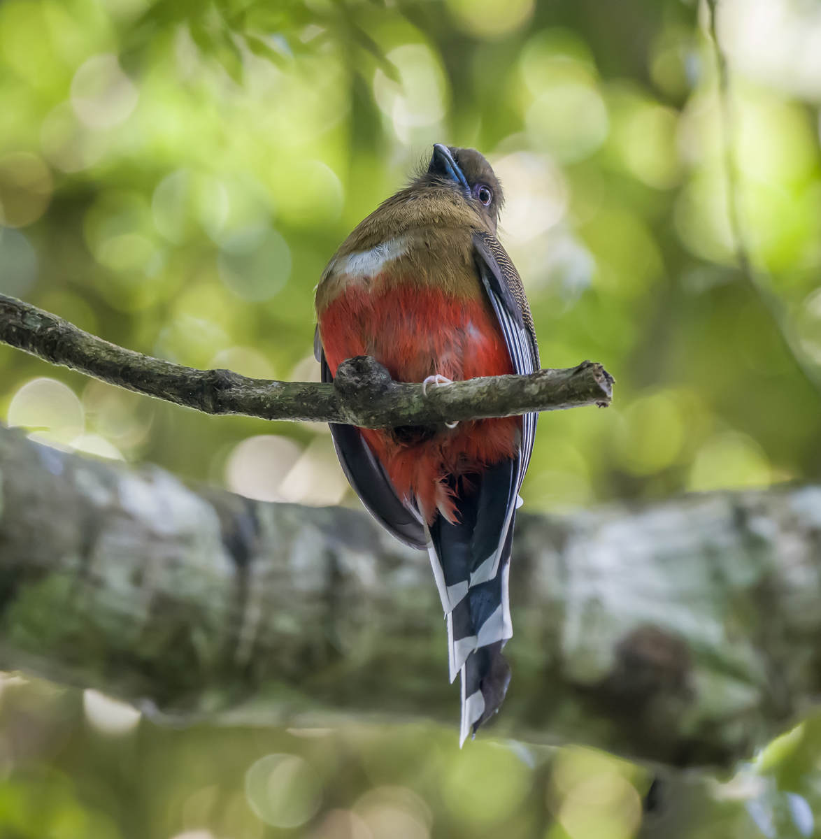 Birding Jianfengling, Hainan (I to Z) - 10,000 Birds