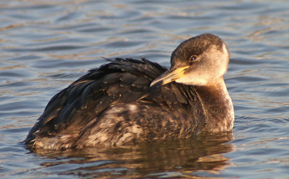 A Close Encounter with a Red-necked Grebe - 10,000 Birds