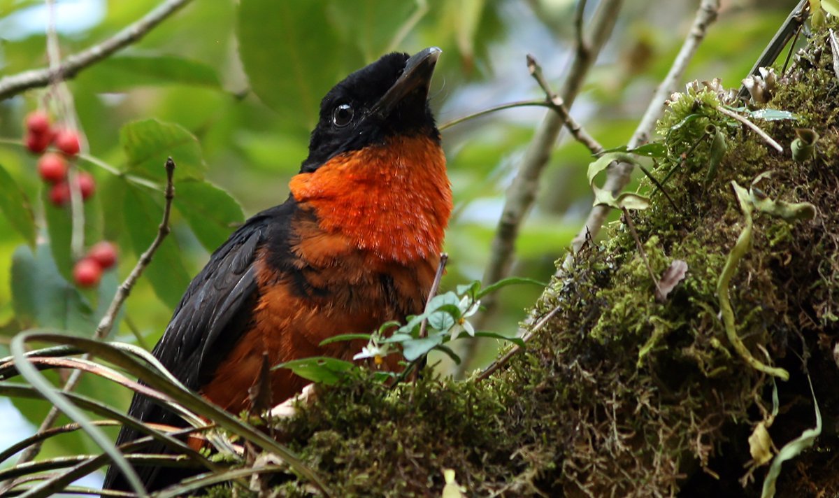 Why Red-ruffed Fruitcrow? - 10,000 Birds