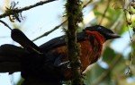 Why Red-ruffed Fruitcrow? - 10,000 Birds