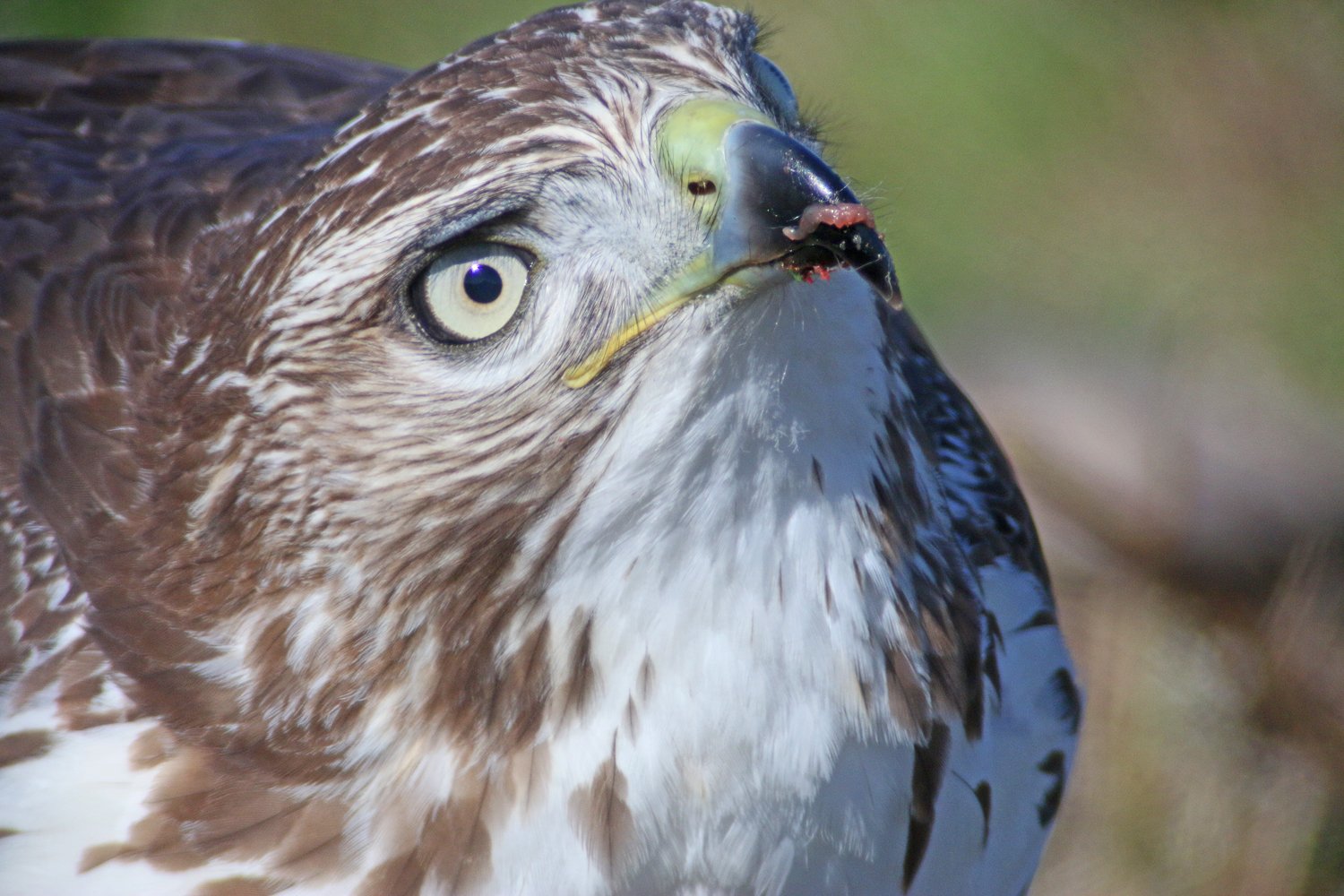 Red-tailed Hawk Eating Breakfast - 10,000 Birds