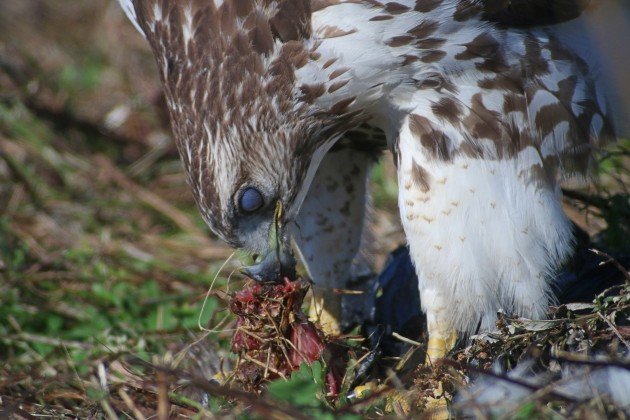 Red-tailed Hawk Eating Breakfast - 10,000 Birds