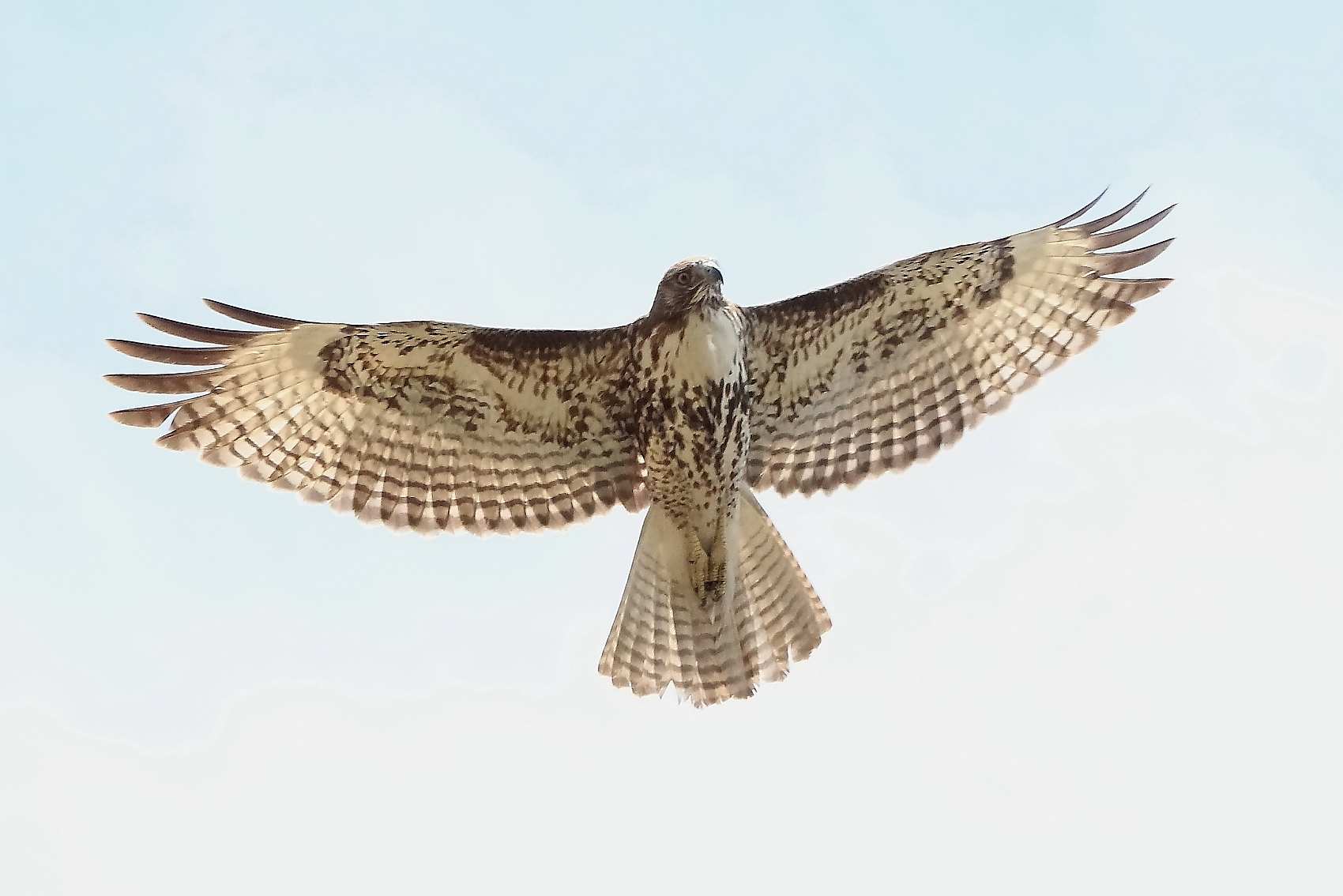 Getting a Leg Up - 10,000 Birds