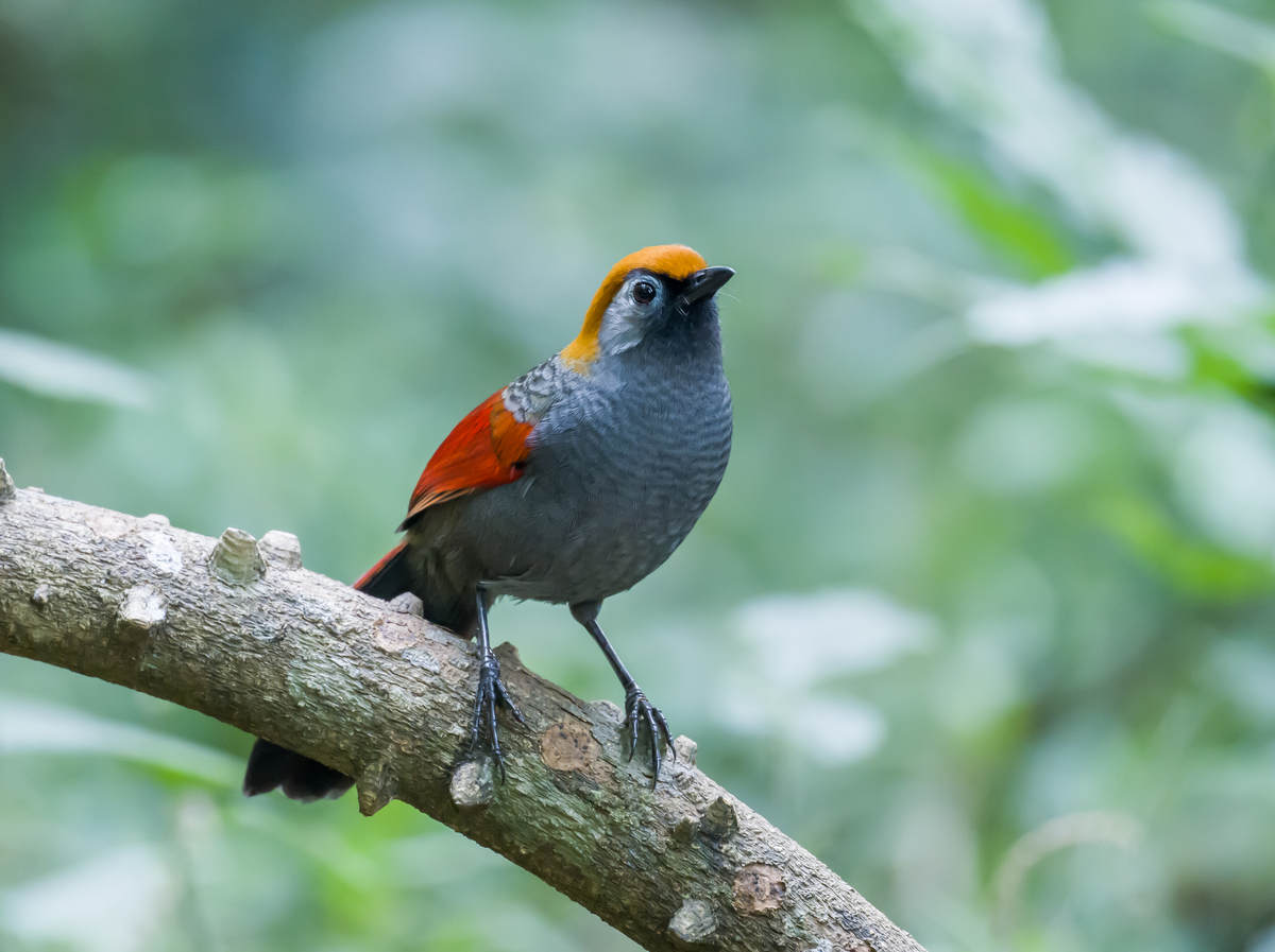 Birding Hongbenghe, Yunnan (Part 1) - 10,000 Birds