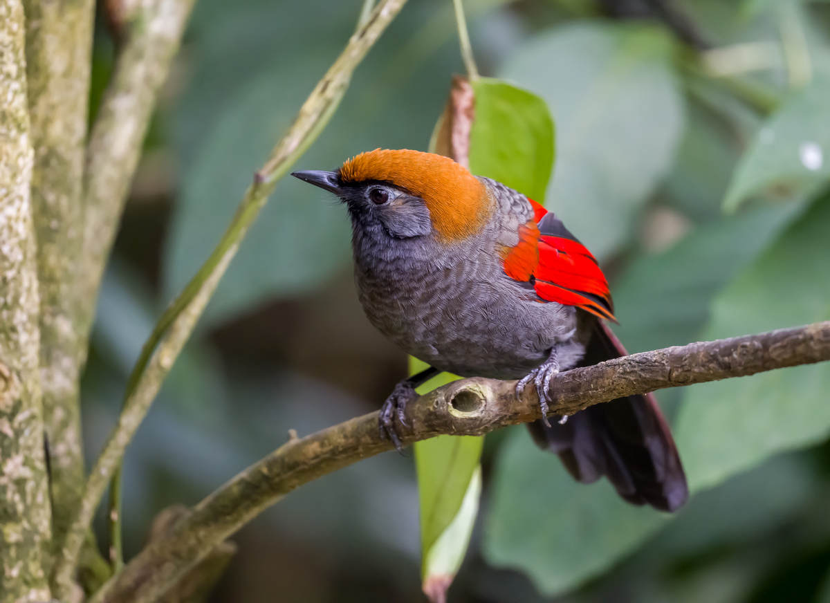 Birding Napo, Guangxi, China - part 1 - 10,000 Birds