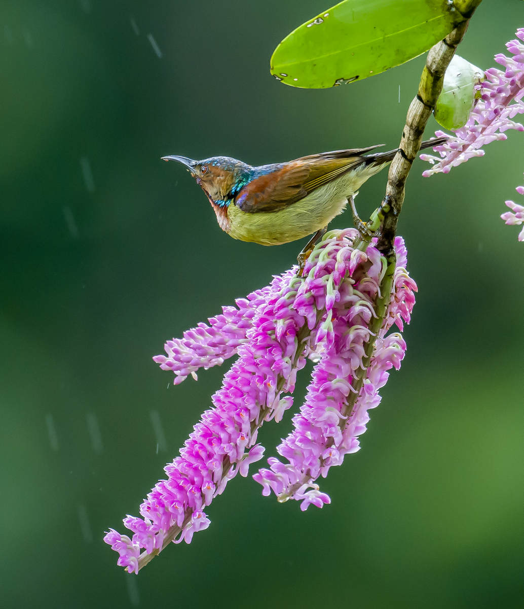 Sunbirds of Sepilok - 10,000 Birds