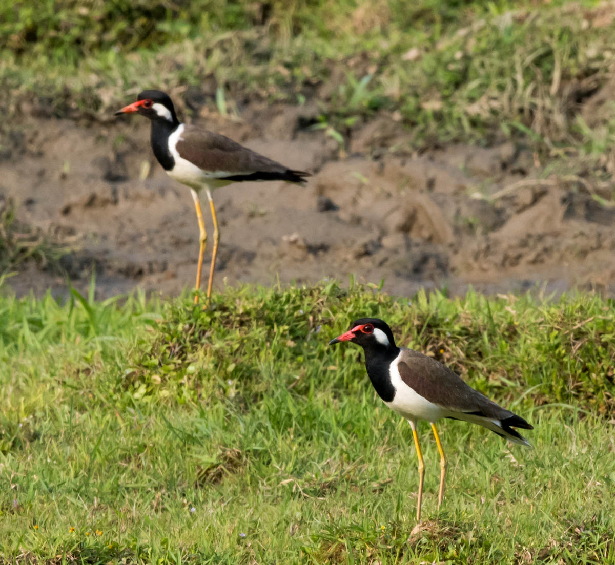 Birding Nabang, Yunnan (1) - 10,000 Birds