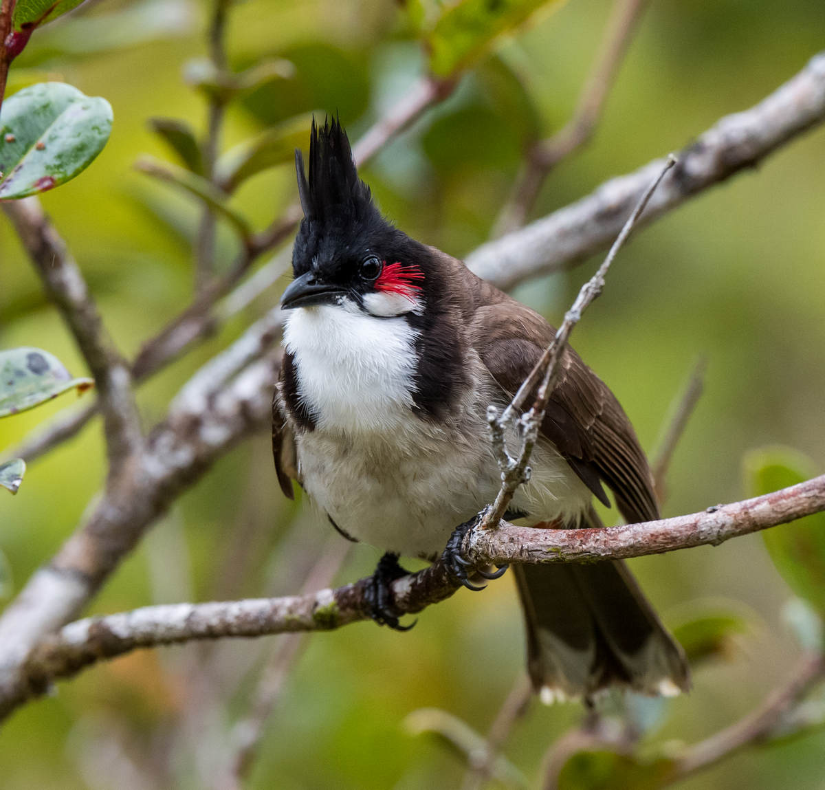 A few hours of birding on Mauritius Island - 10,000 Birds