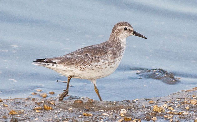 The “Rufa” Red Knot is now protected under the Endangered Species Act ...