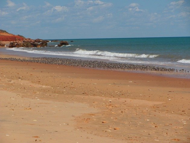 Reddell Beach shorebirds - 10,000 Birds