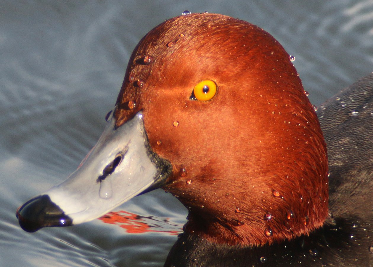 Ravishing Redheads at the World’s Fair Marina - 10,000 Birds