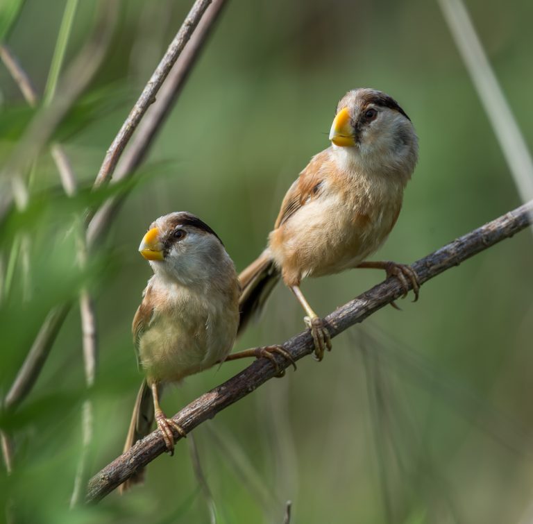 Two Birds - 10,000 Birds