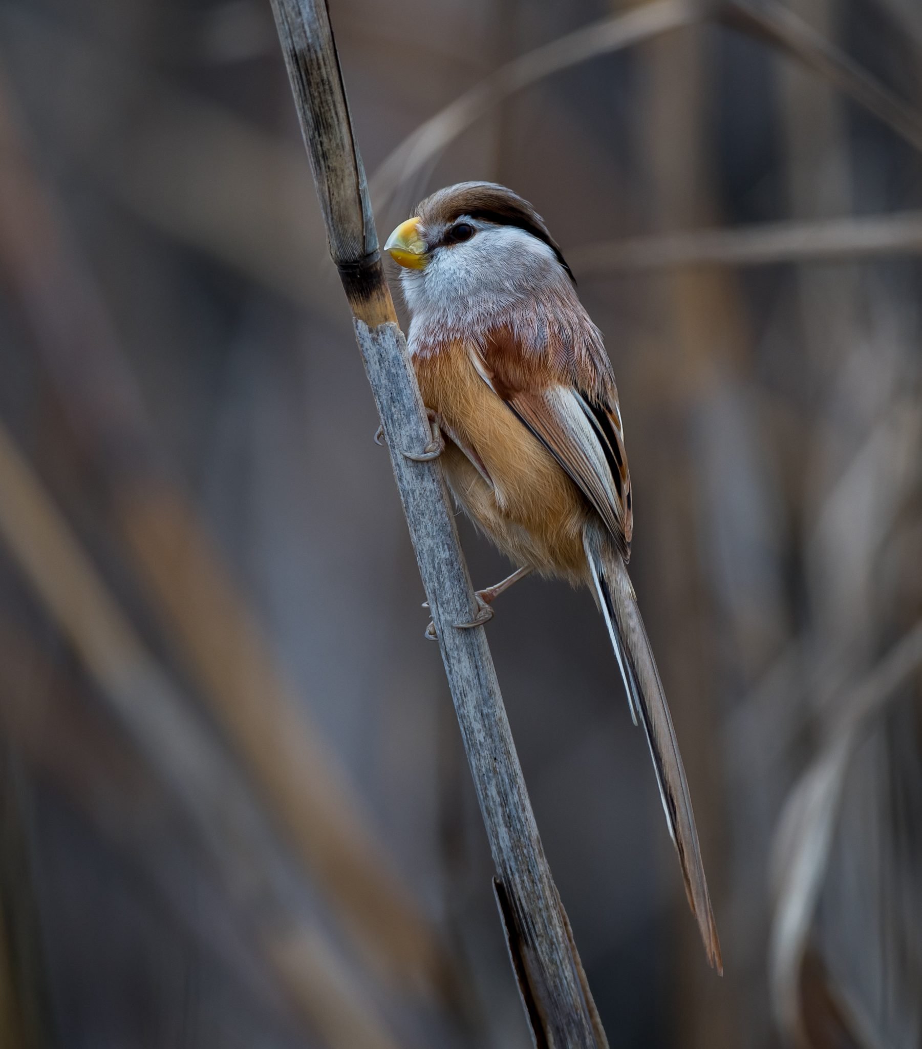 Threatened Birds of Nanhui, Shanghai - 10,000 Birds