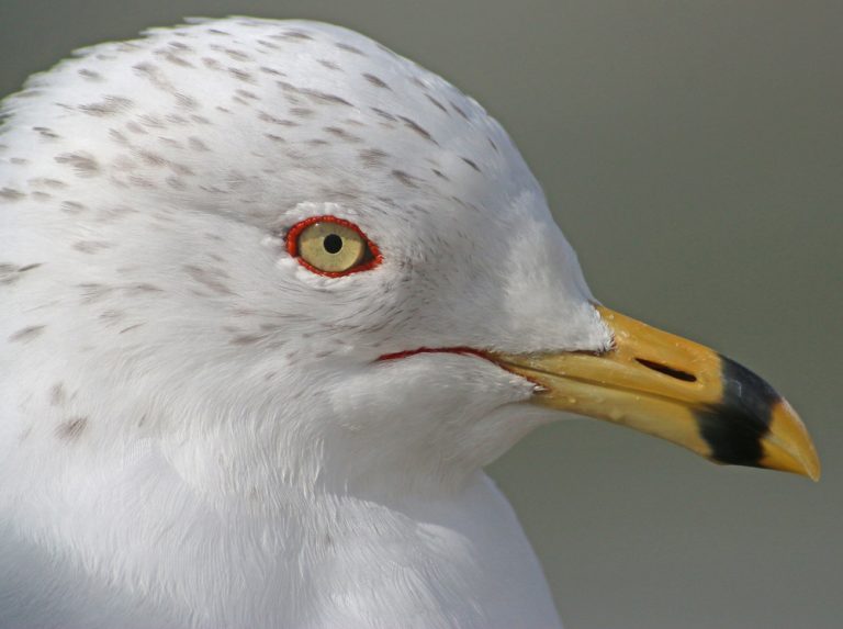 Ring-billed Gull Portraits - 10,000 Birds