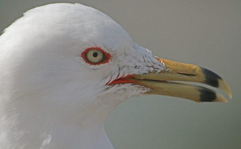 Ring-billed Gull Portraits - 10,000 Birds