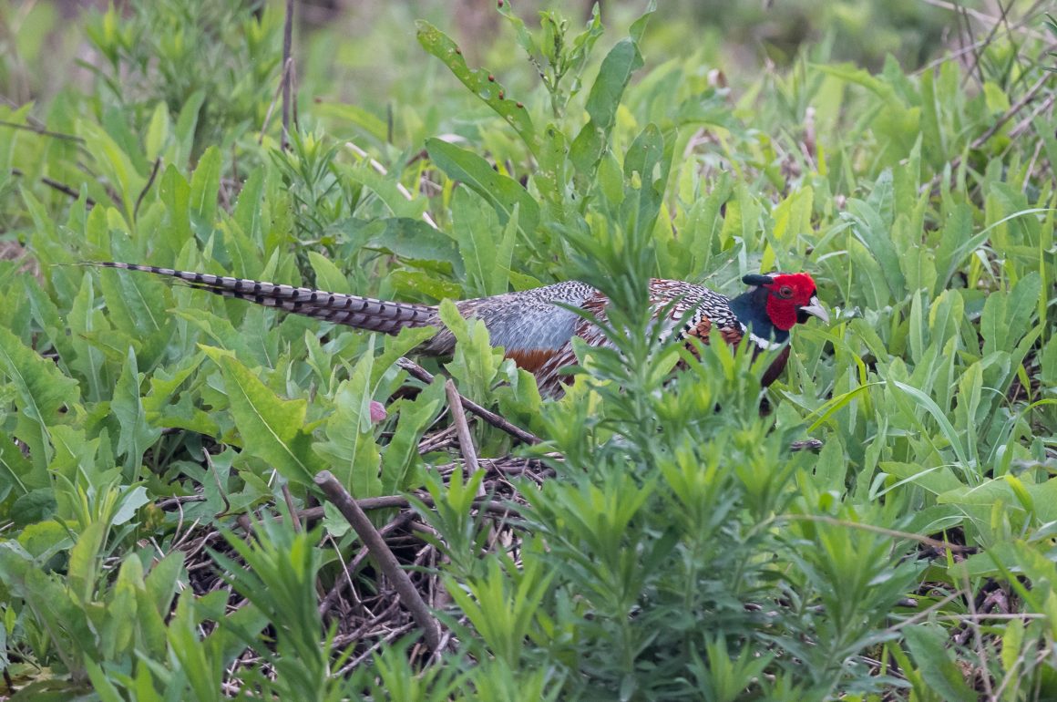 Summer birding in Shanghai - 10,000 Birds