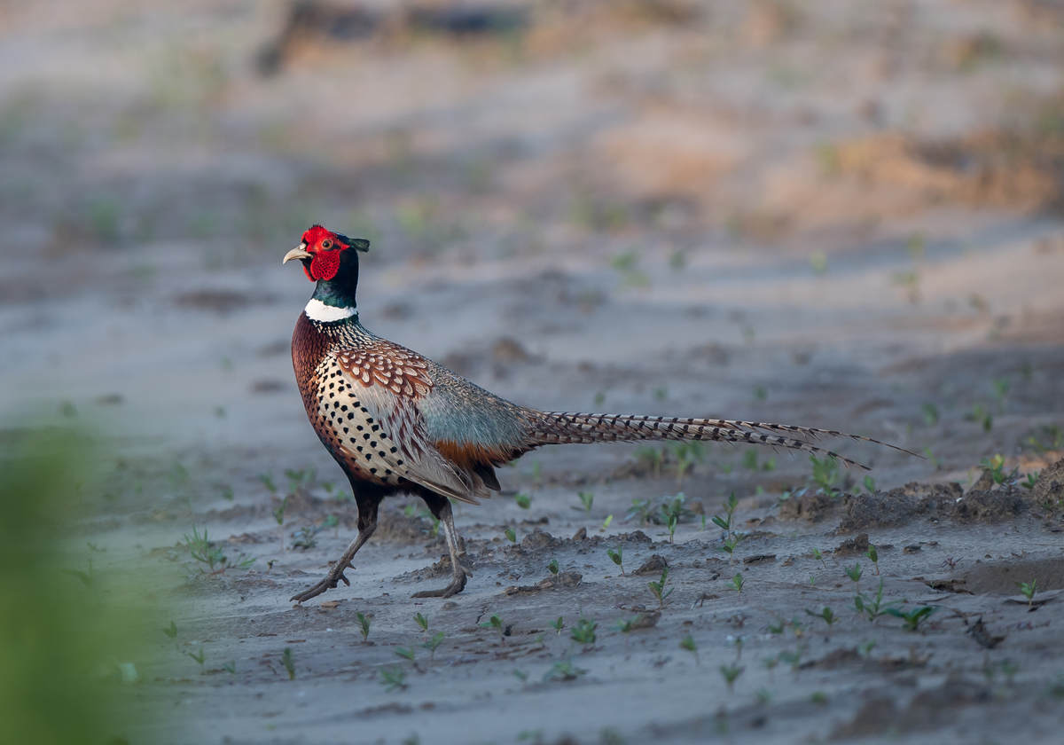 Some Chinese Pheasants - 10,000 Birds