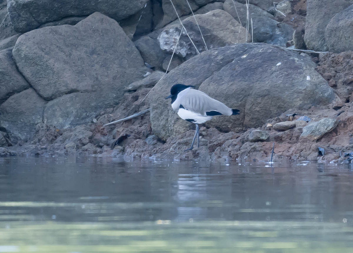 Birding Tongbiguan, Yunnan (part 1) - 10,000 Birds