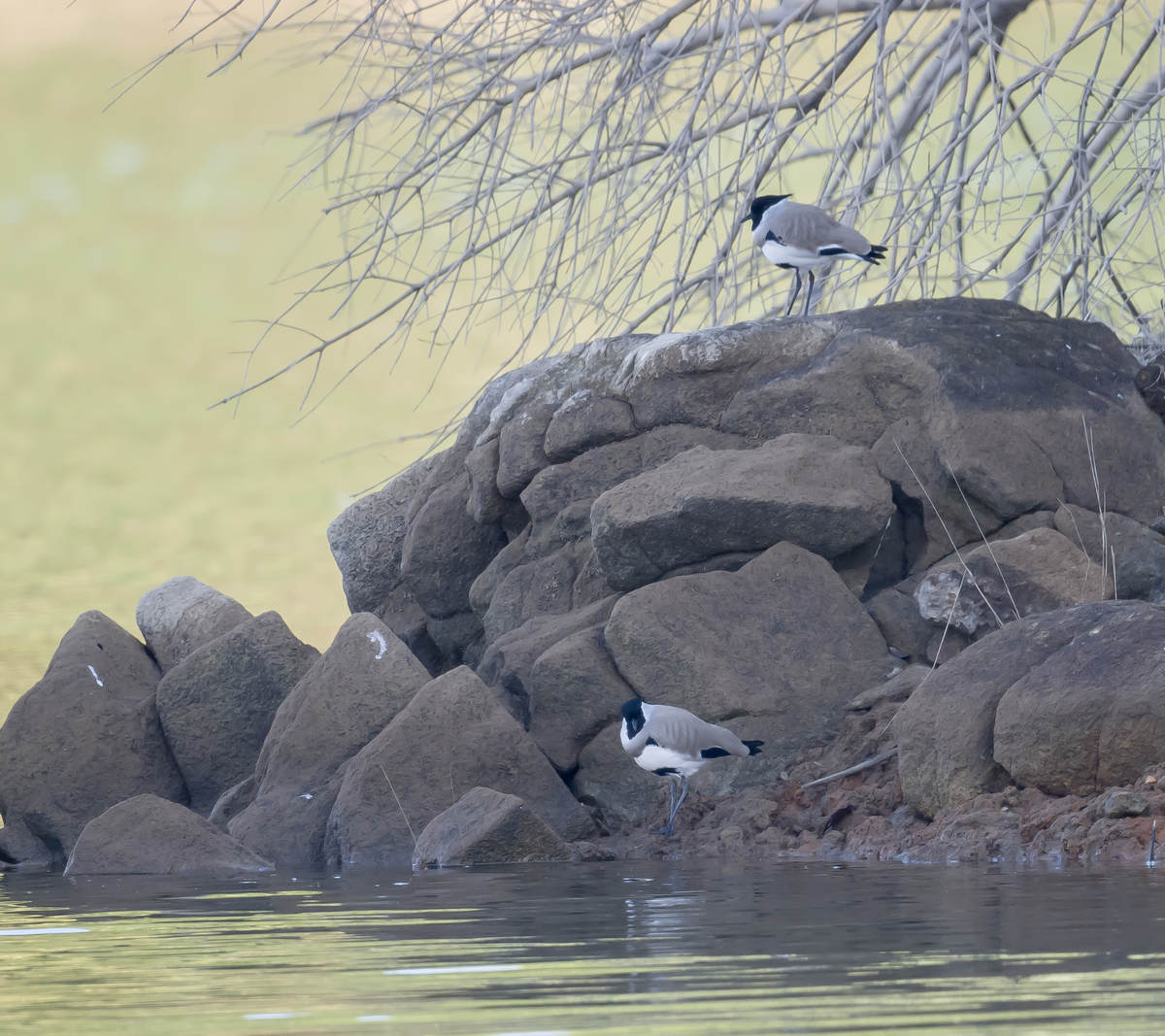 Birding Tongbiguan, Yunnan (part 1) - 10,000 Birds