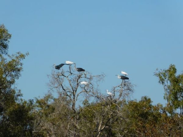 Roadside birds beyond Broome heading north - 10,000 Birds