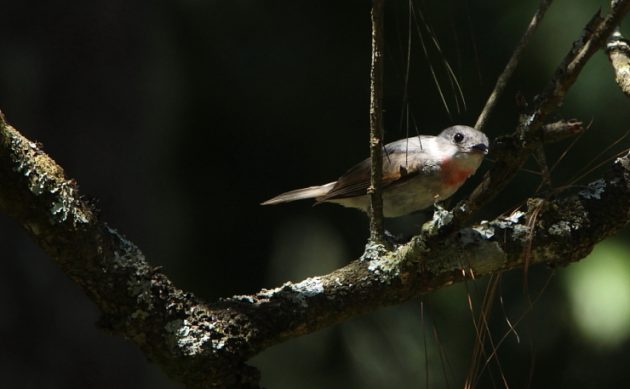 Becards - 10,000 Birds