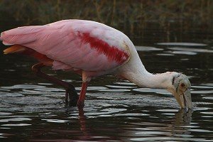 Color Me Roseate - 10,000 Birds