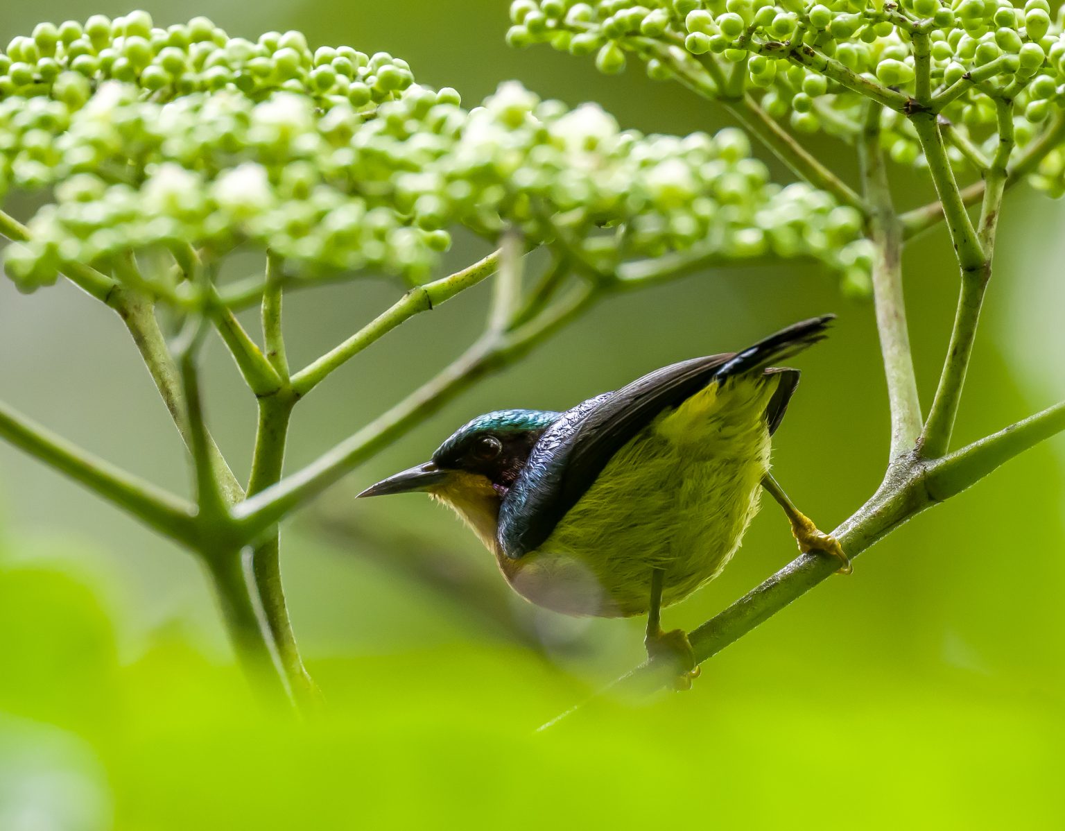 Birding Tabin, Sabah, Borneo - 10,000 Birds