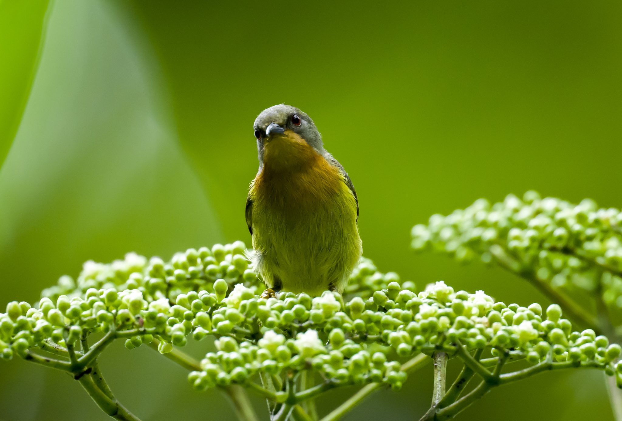 Birding Tabin, Sabah, Borneo - 10,000 Birds